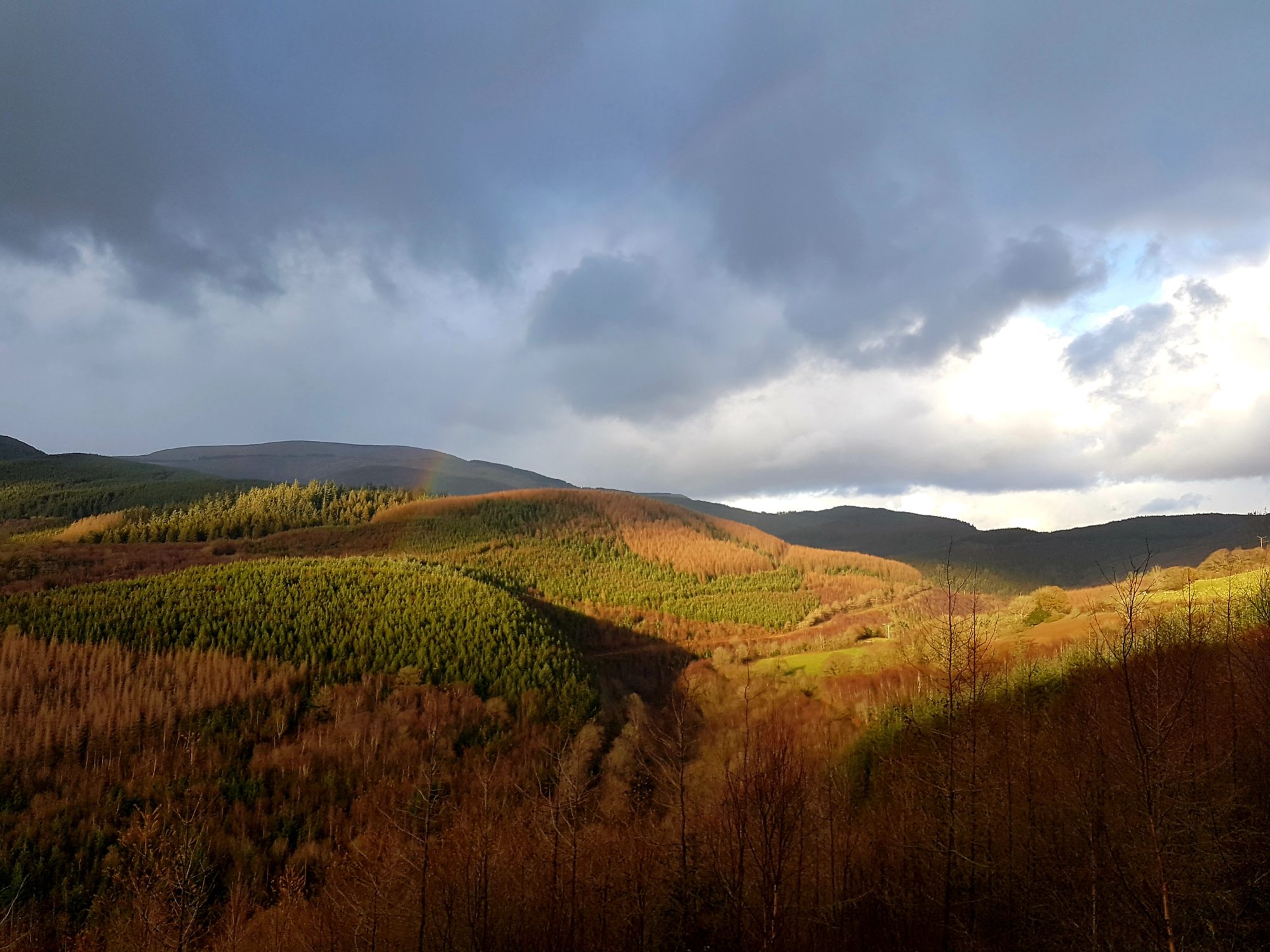 welsh-forest - Rob Yorke