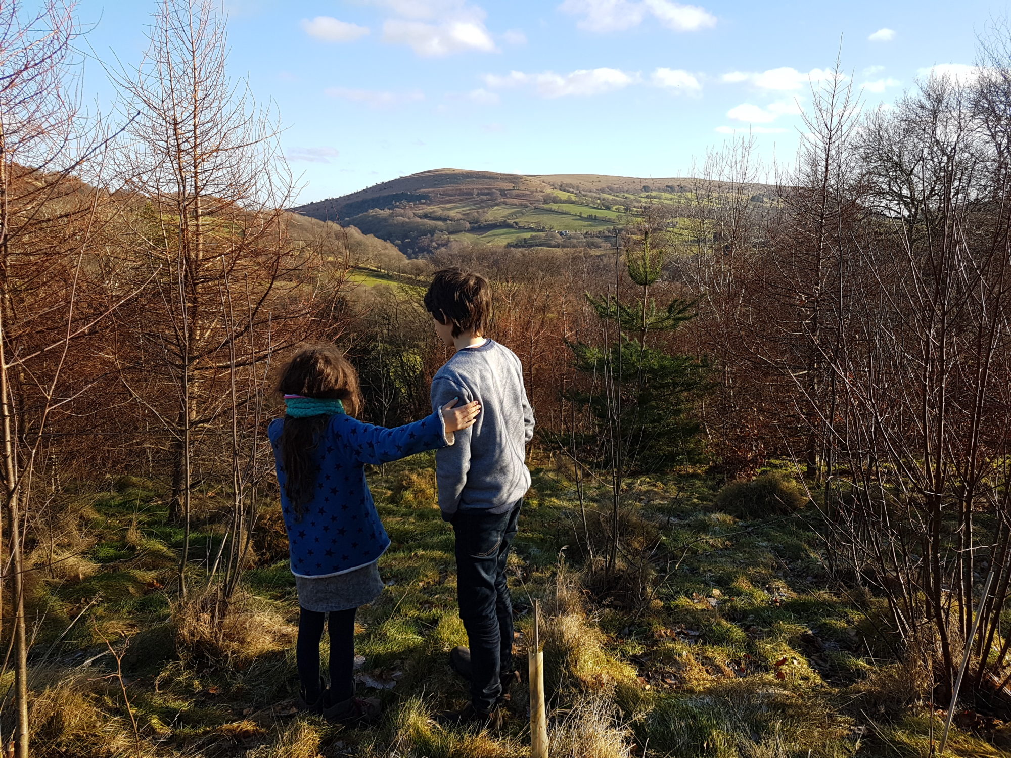 Silvo-agro-carbo-tree - Rob Yorke
