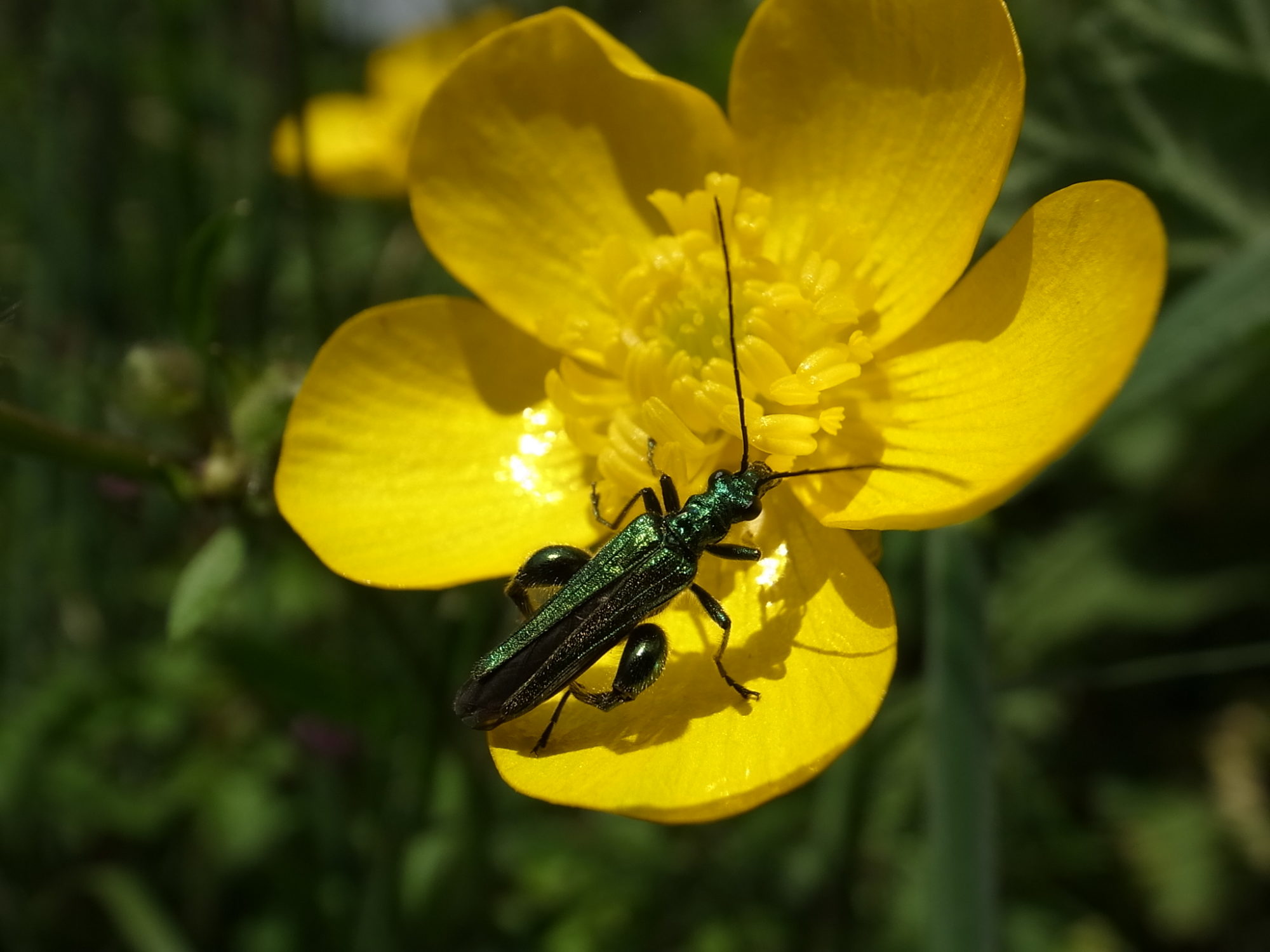 On insects - Rob Yorke